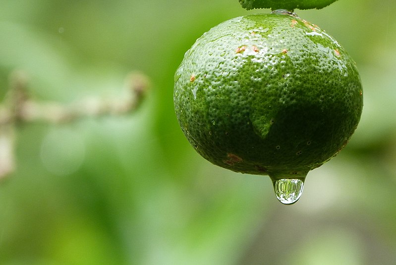 Curiosidades sobre o limão: fatos interessantes sobre essa fruta ...